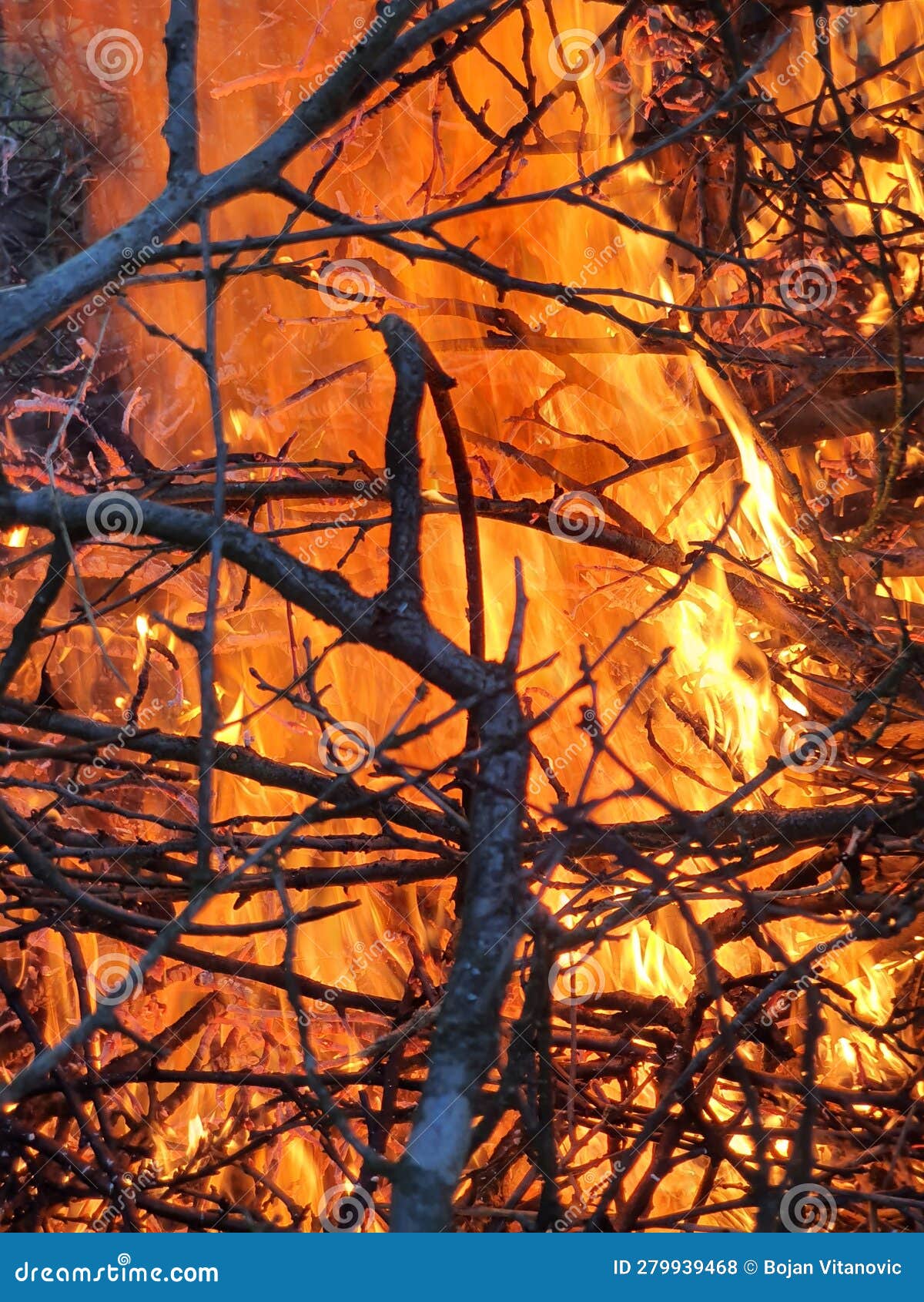 Fire in wood burning tree stock photo. Image of flower - 279939468