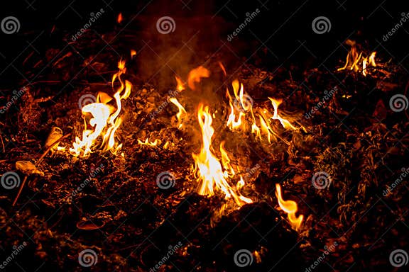 Fire in Woods at Night. Fire Burns Everything Around_ Stock Image ...