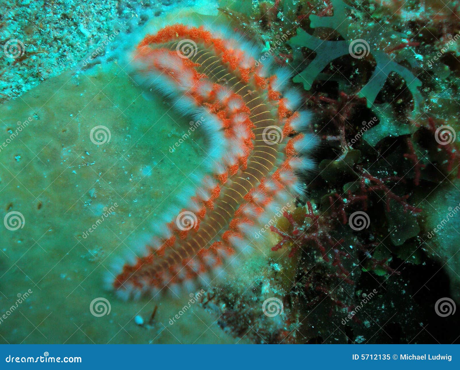 Fire worm stock image. Image of coral, ocean, florida - 5712135