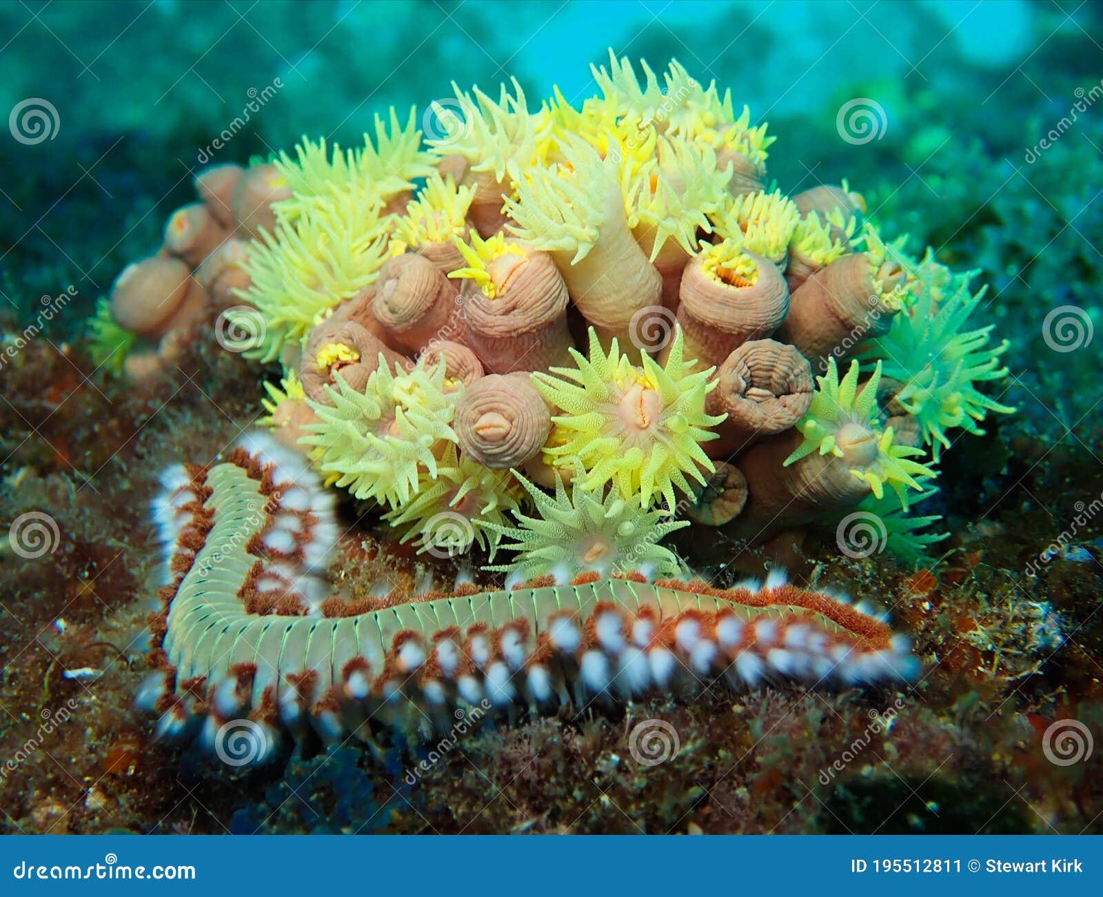 Fire Worm Inf Front of Anemones Stock Image - Image of macro, scuba ...