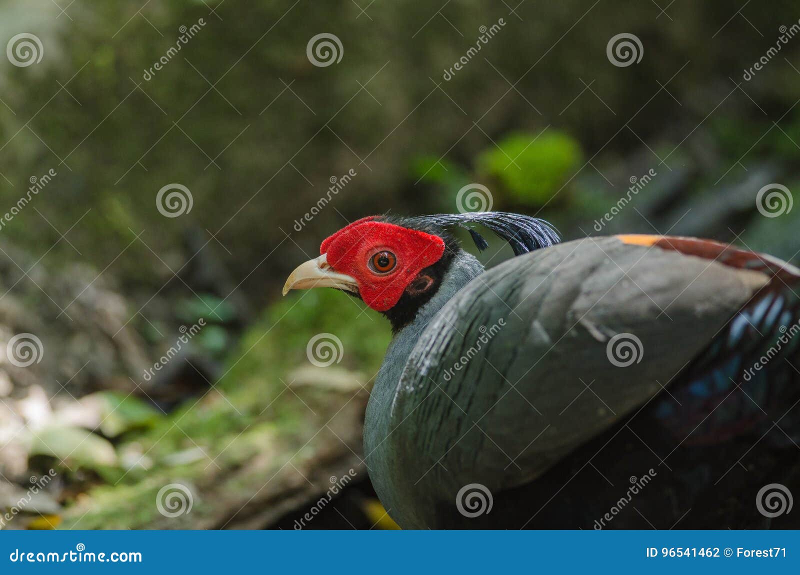 Fireback Fireback Ou Do ` Siamese S De Diard Foto de Stock - Imagem de ...