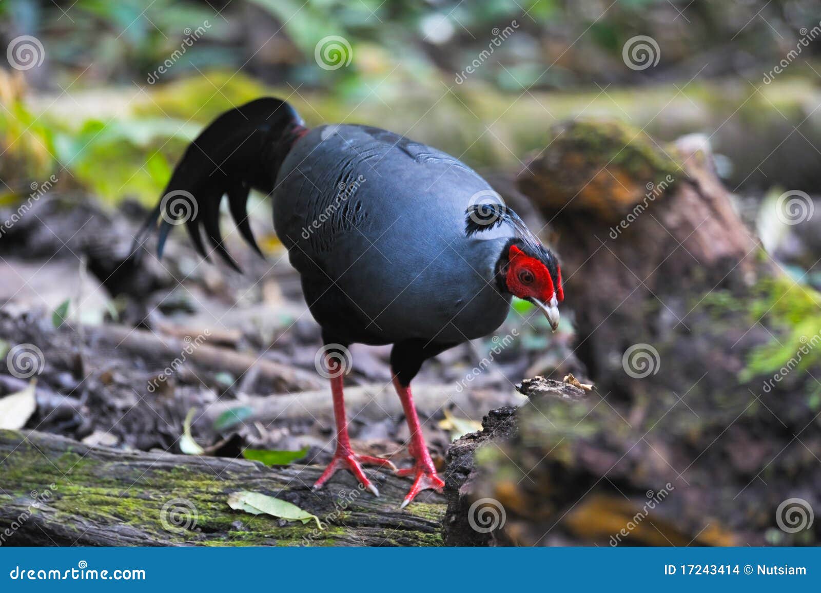 Fireback pheasant stock photo. Image of pride, orange - 17243414
