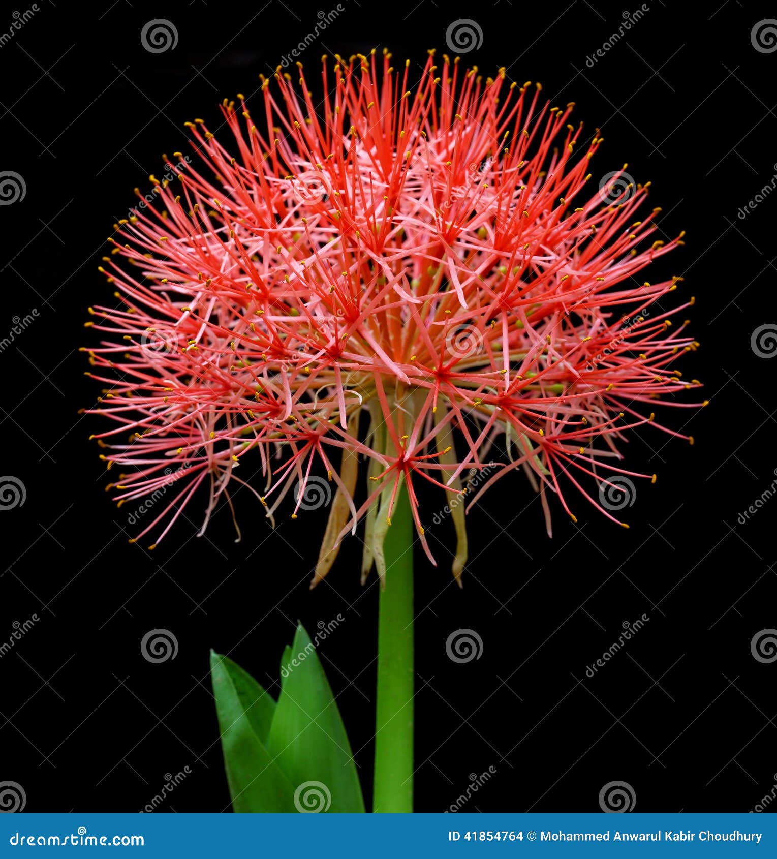 Fireball Lily Flower Stock Photography | CartoonDealer.com #59116586