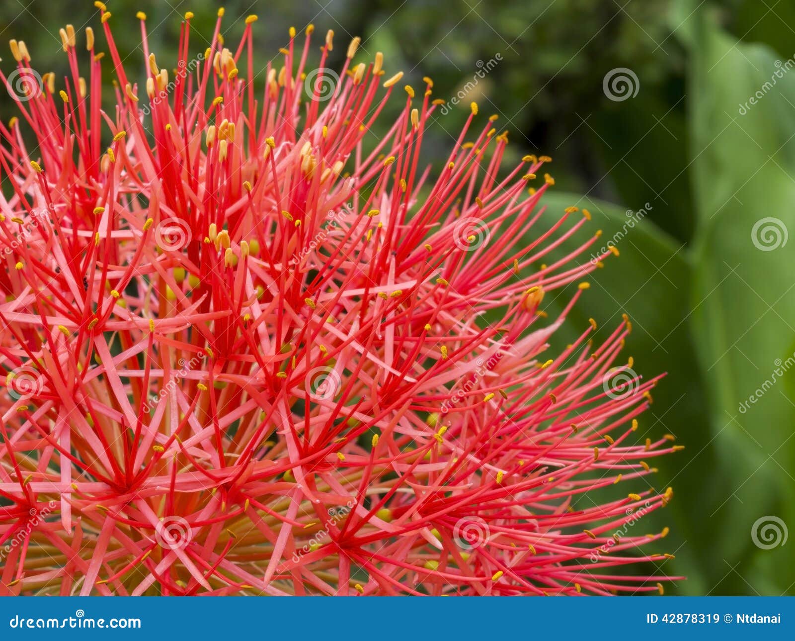 Fireball lily stock image. Image of flora, macro, plant - 42878319