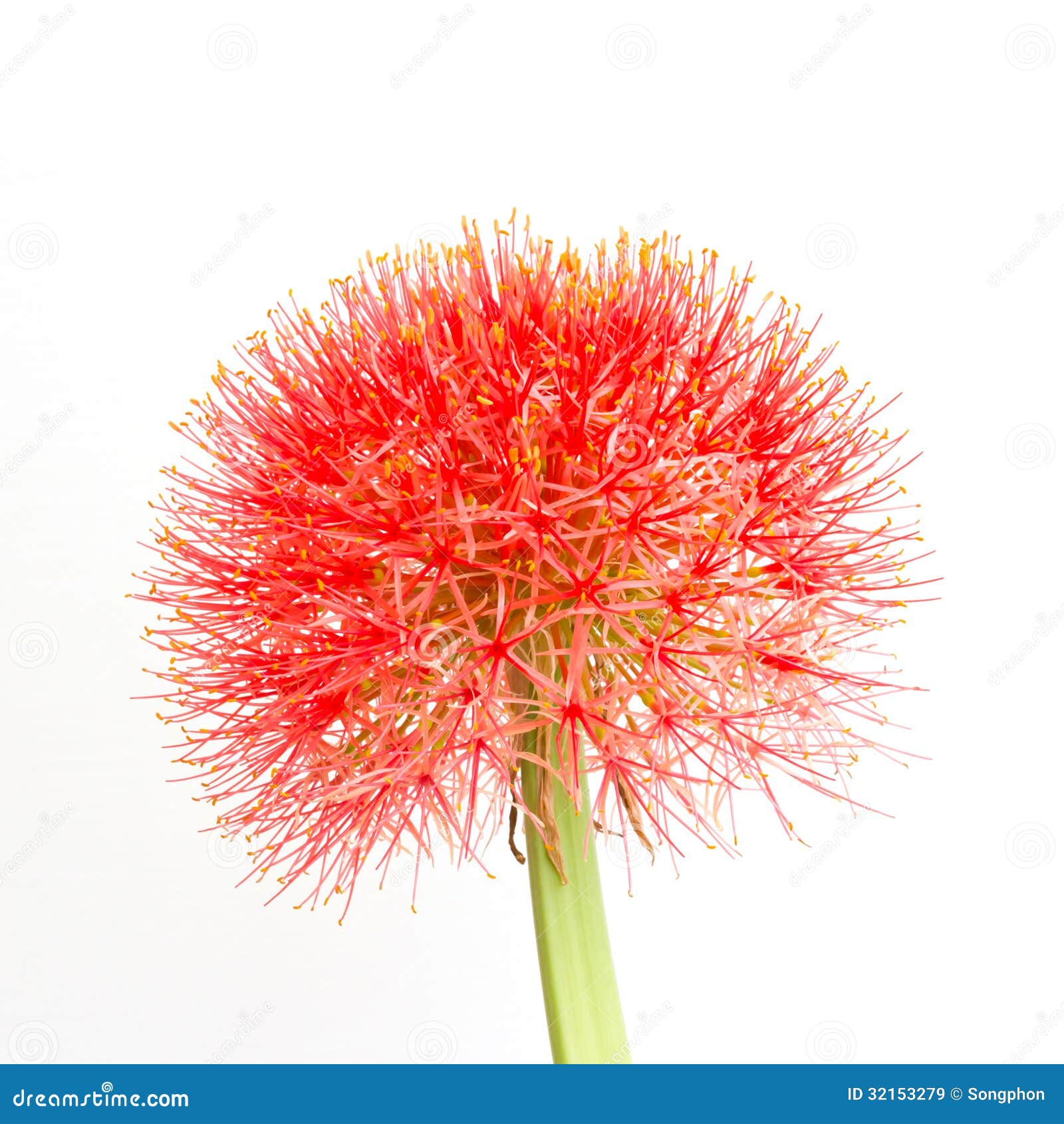 Fireball Lily Flower Stock Photography | CartoonDealer.com #59116586