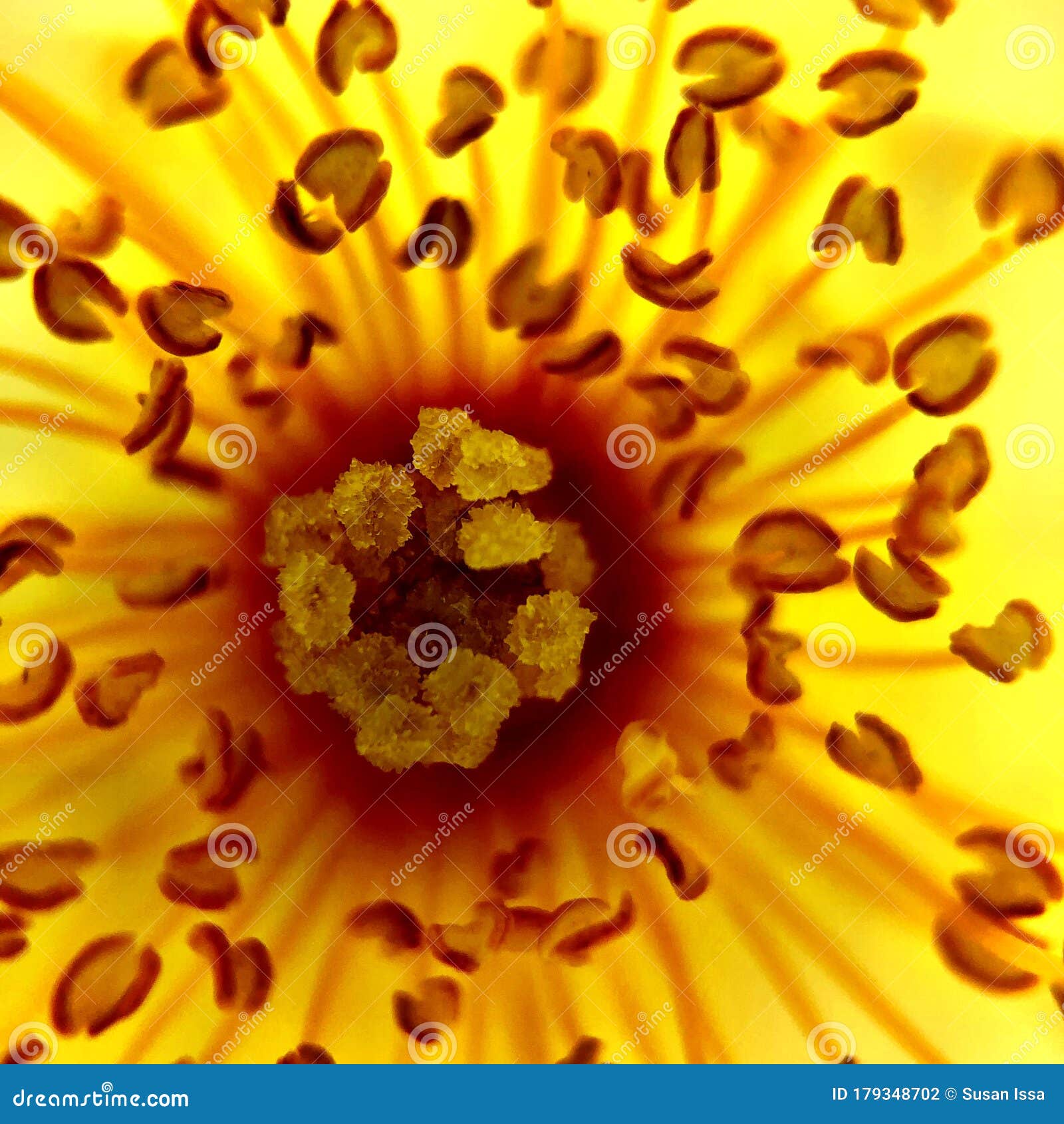 Fireball stock photo. Image of explosion, looks, flower - 179348702