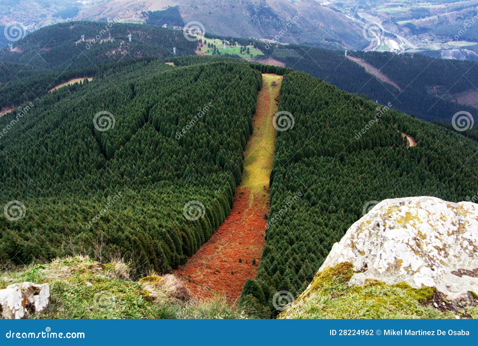 Firebreak stock photo. Image of break, foliage, vegetation - 28224962