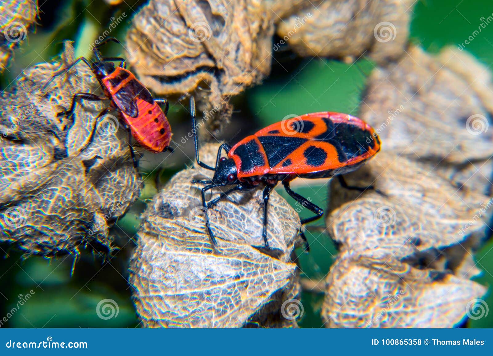Firebug foto de archivo. Imagen de exterior, fauna, escarabajo - 100865358