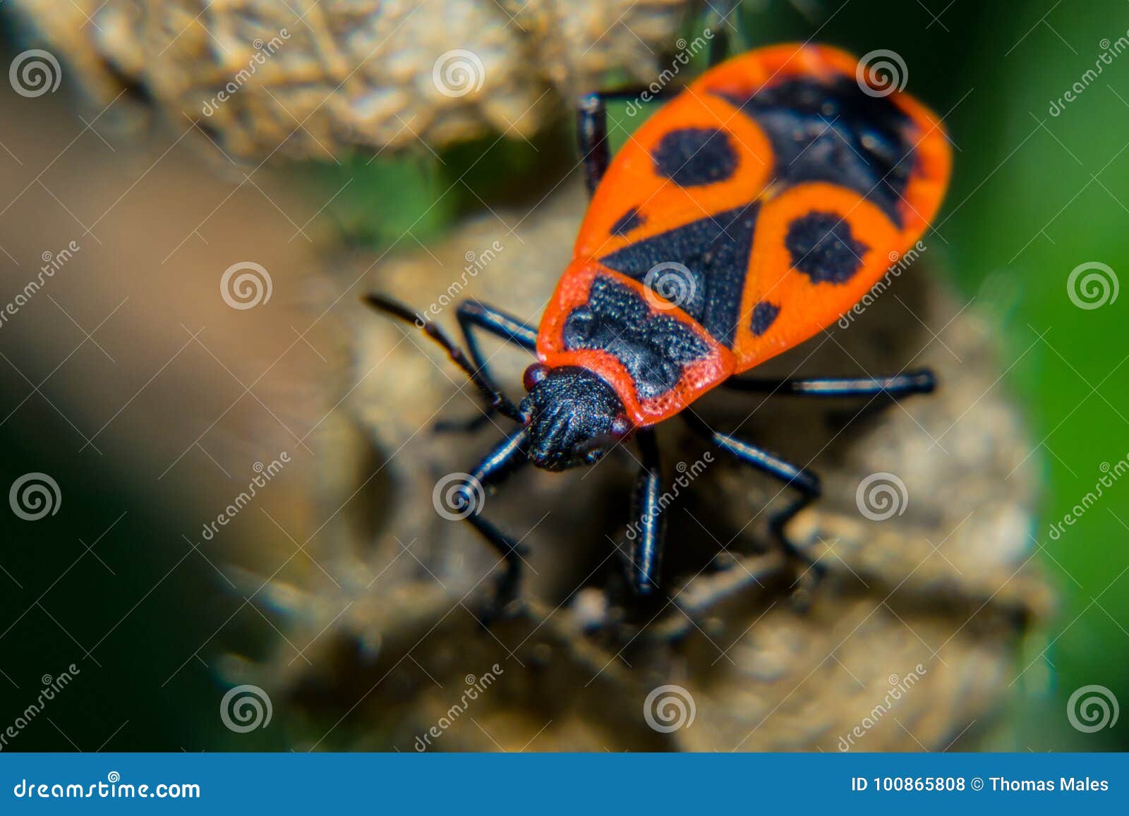 Firebug stock foto. Image of vuurwapen, kleur, foto - 100865808