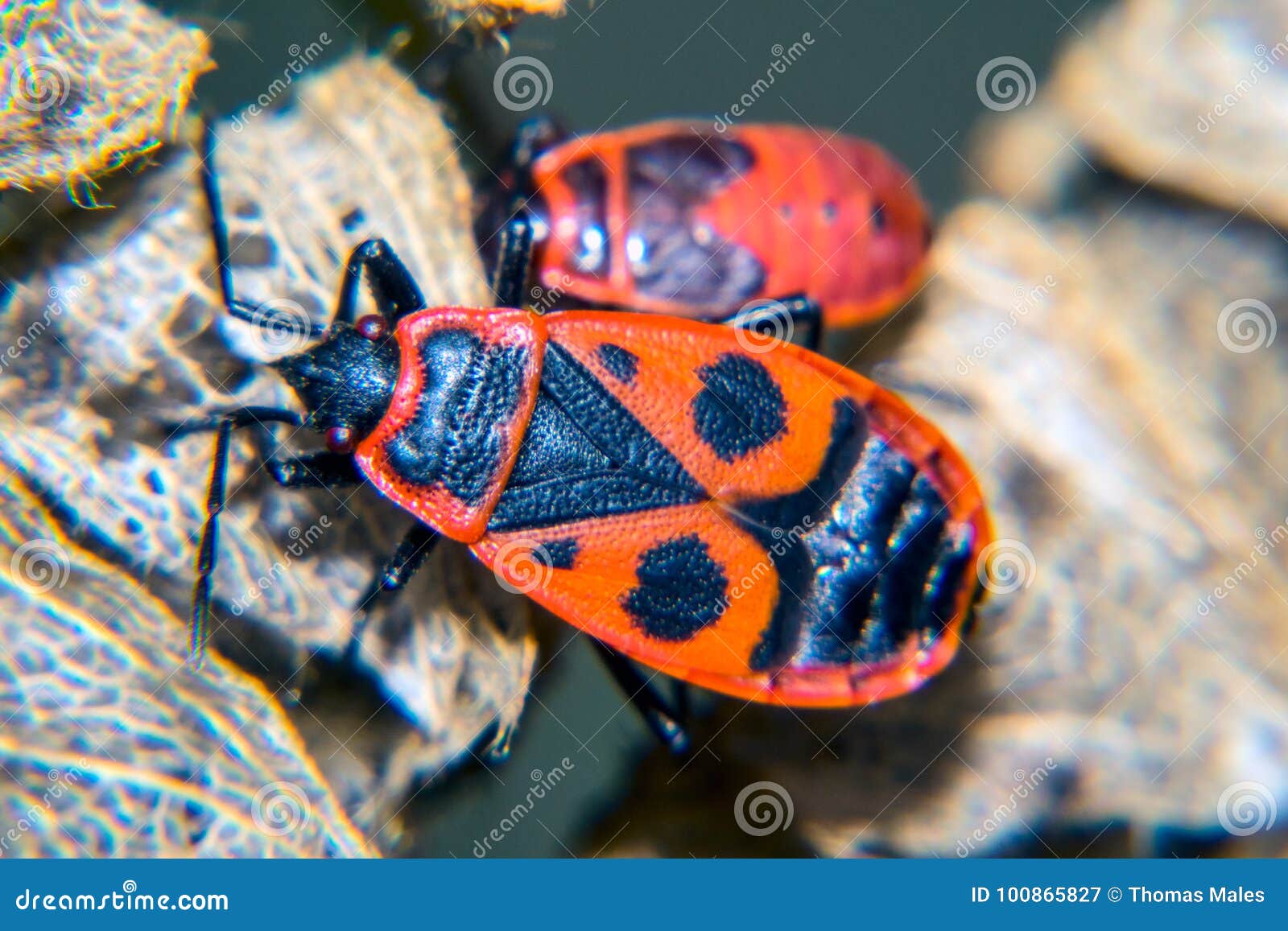 Firebug immagine stock. Immagine di calce, tronco, corteccia - 100865827