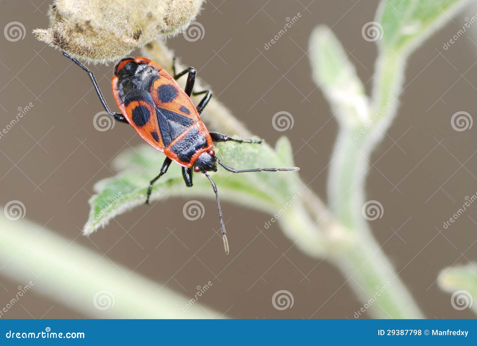 Firebug stock photo. Image of apterus, nature, leaf, small - 29387798