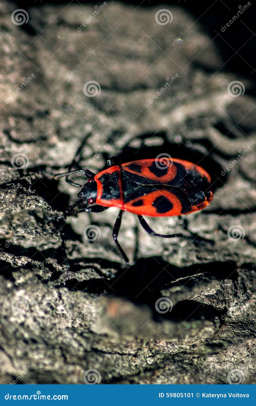 Firebug imagen de archivo. Imagen de invertebrado, fauna - 59805101