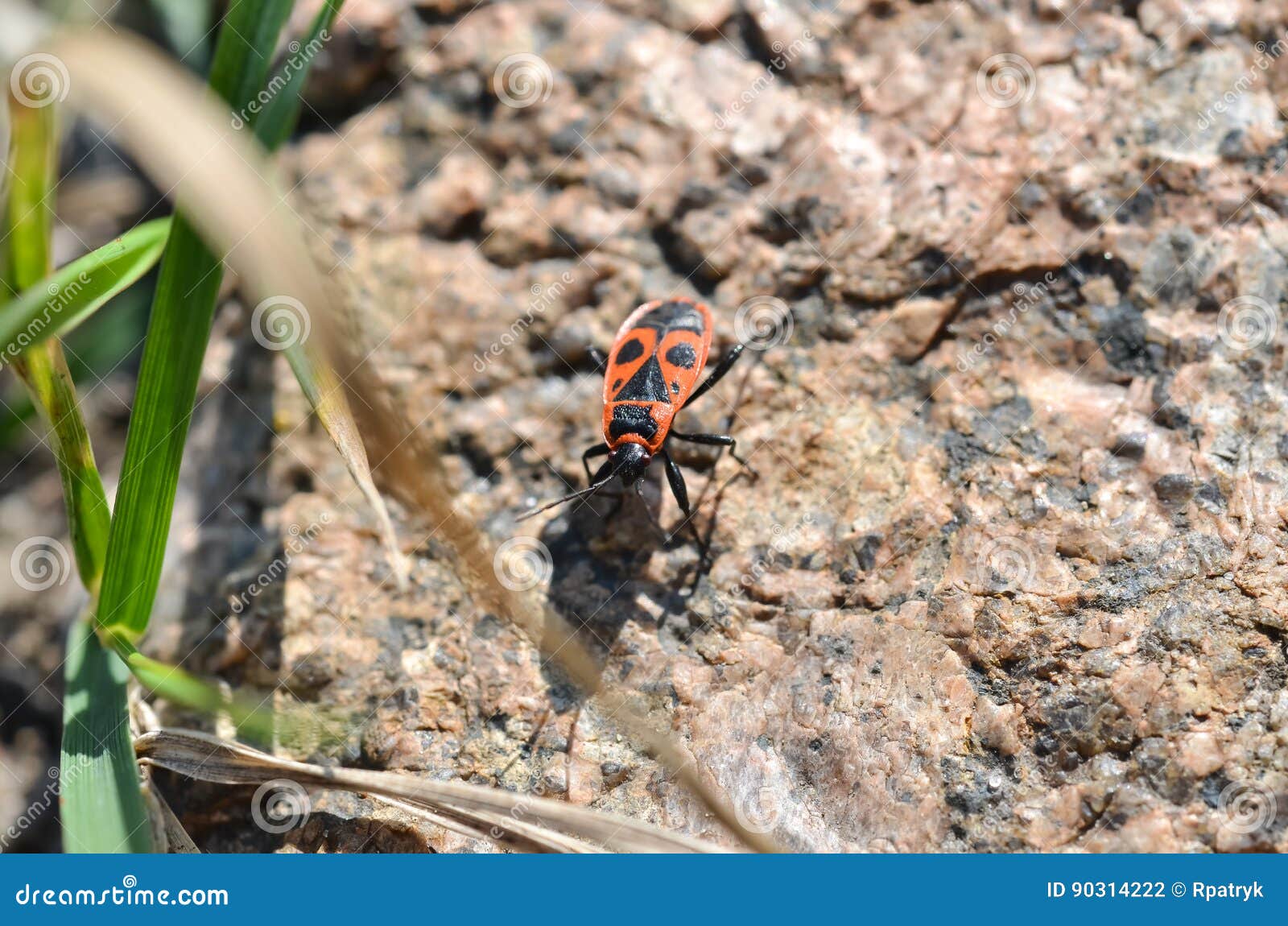 Firebug stock foto. Image of weide, huis, vuurwapen, tuin - 90314222