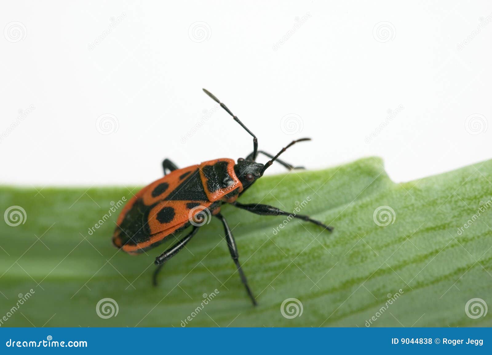 Firebug stock photo. Image of apterus, multifaceted, close - 9044838