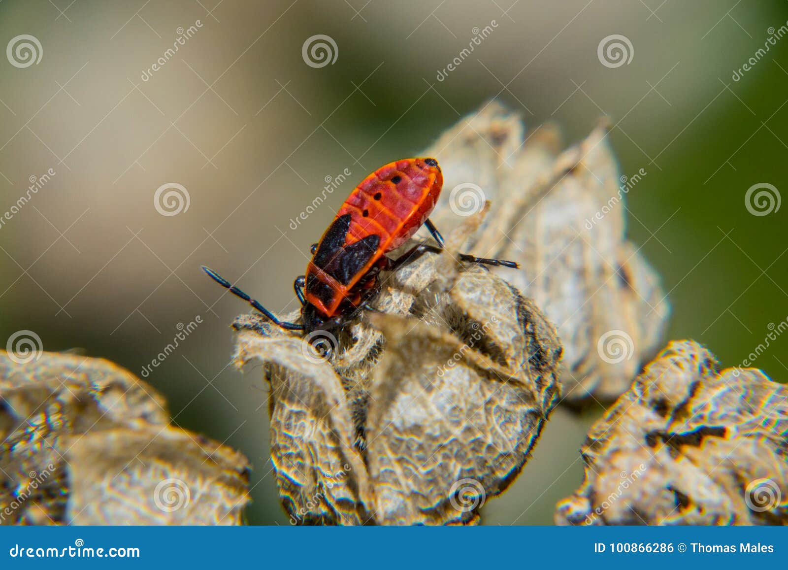 Firebug stock photo. Image of insect, color, habitat - 100866286