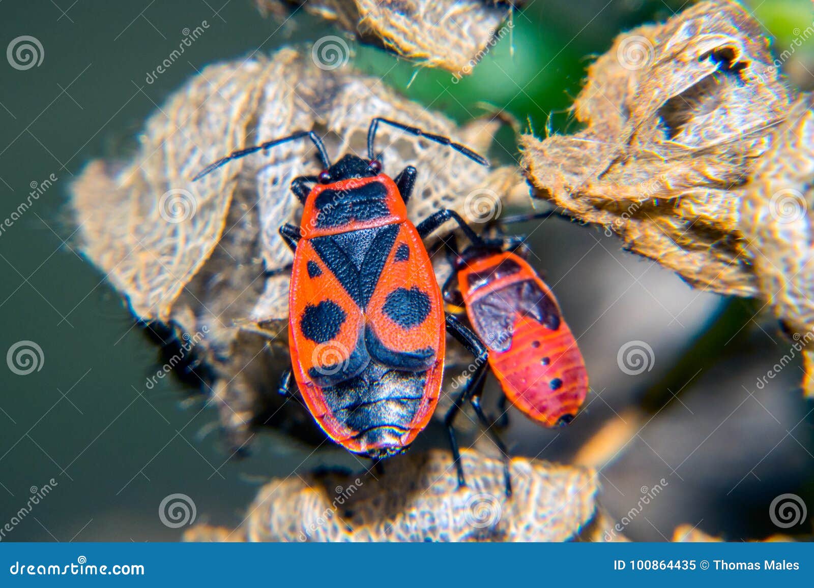 Firebug stock image. Image of habitat, bark, black, mallows - 100864435