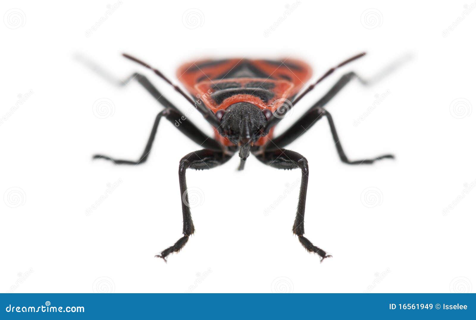 Firebug, Apterus De Pyrrhocoris, Imagen de archivo - Imagen de longitud ...