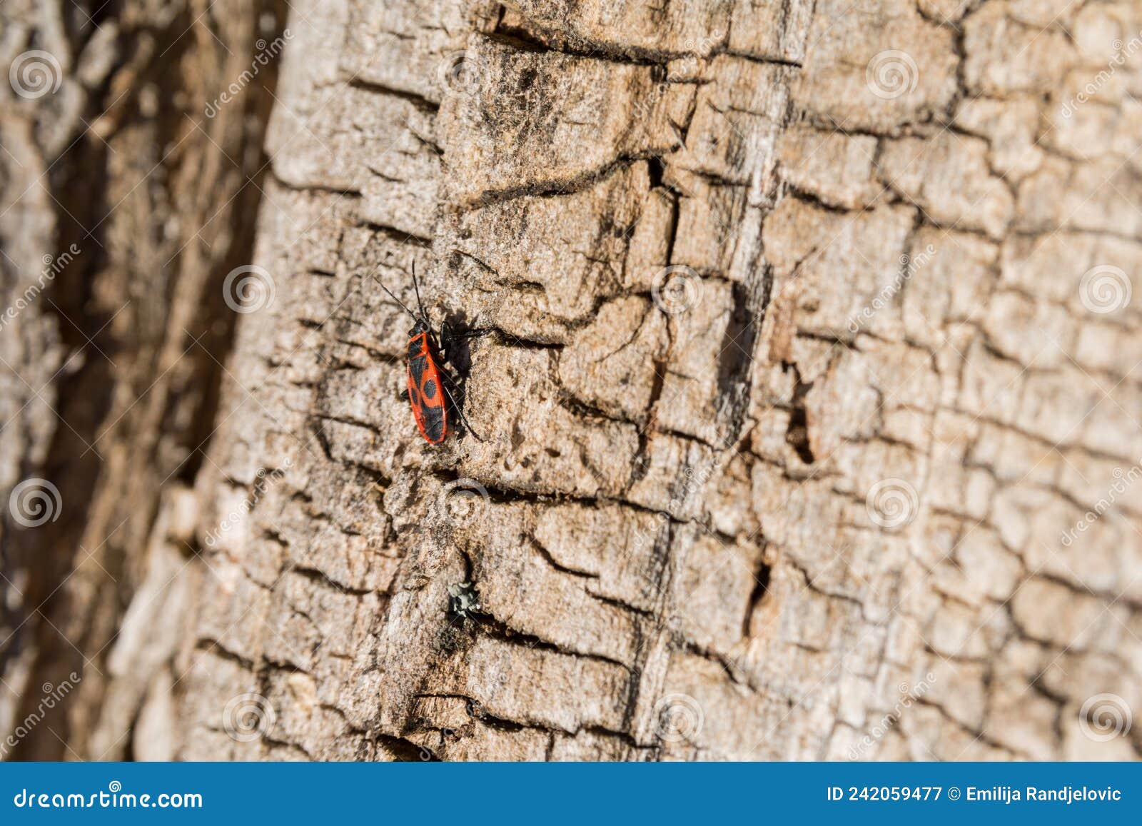 Red Bug with Black Spots on Wooden Background. Firebug Beetle on Sunny ...