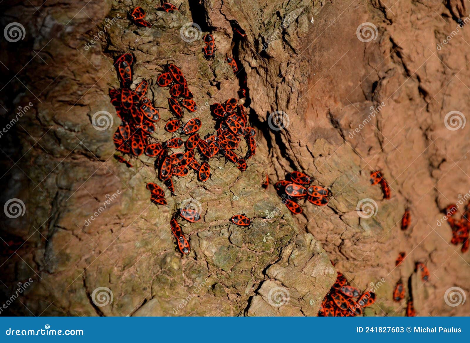 The Firebug is a Common Insect. Easily Recognizable Due To Its Striking ...