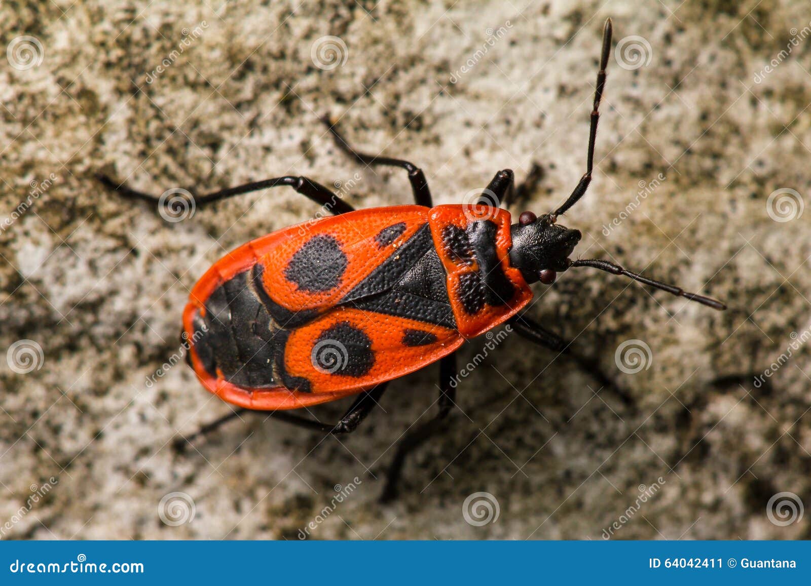 Firebug detailed macro stock image. Image of close, macro - 64042411