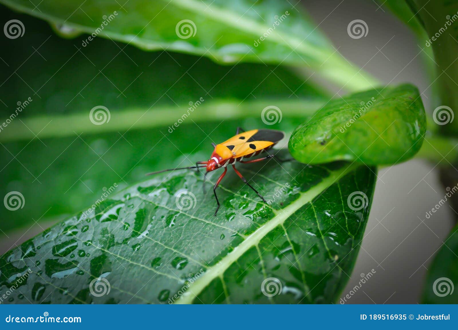 Firebug, European Firebug stock image. Image of pyrrhocoris - 189516935