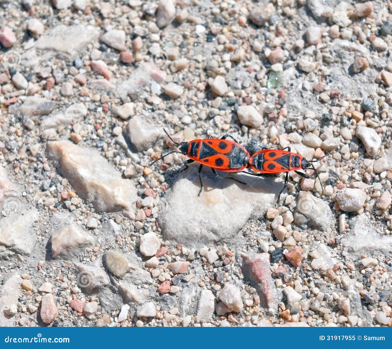 Firebug stock image. Image of creep, parks, road, side - 31917955