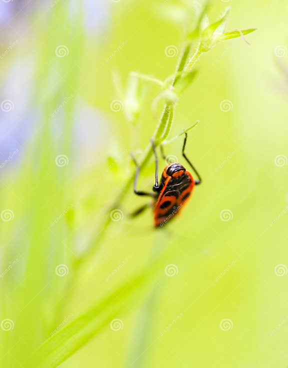 Firebug on the green stalk stock image. Image of creep - 172589917