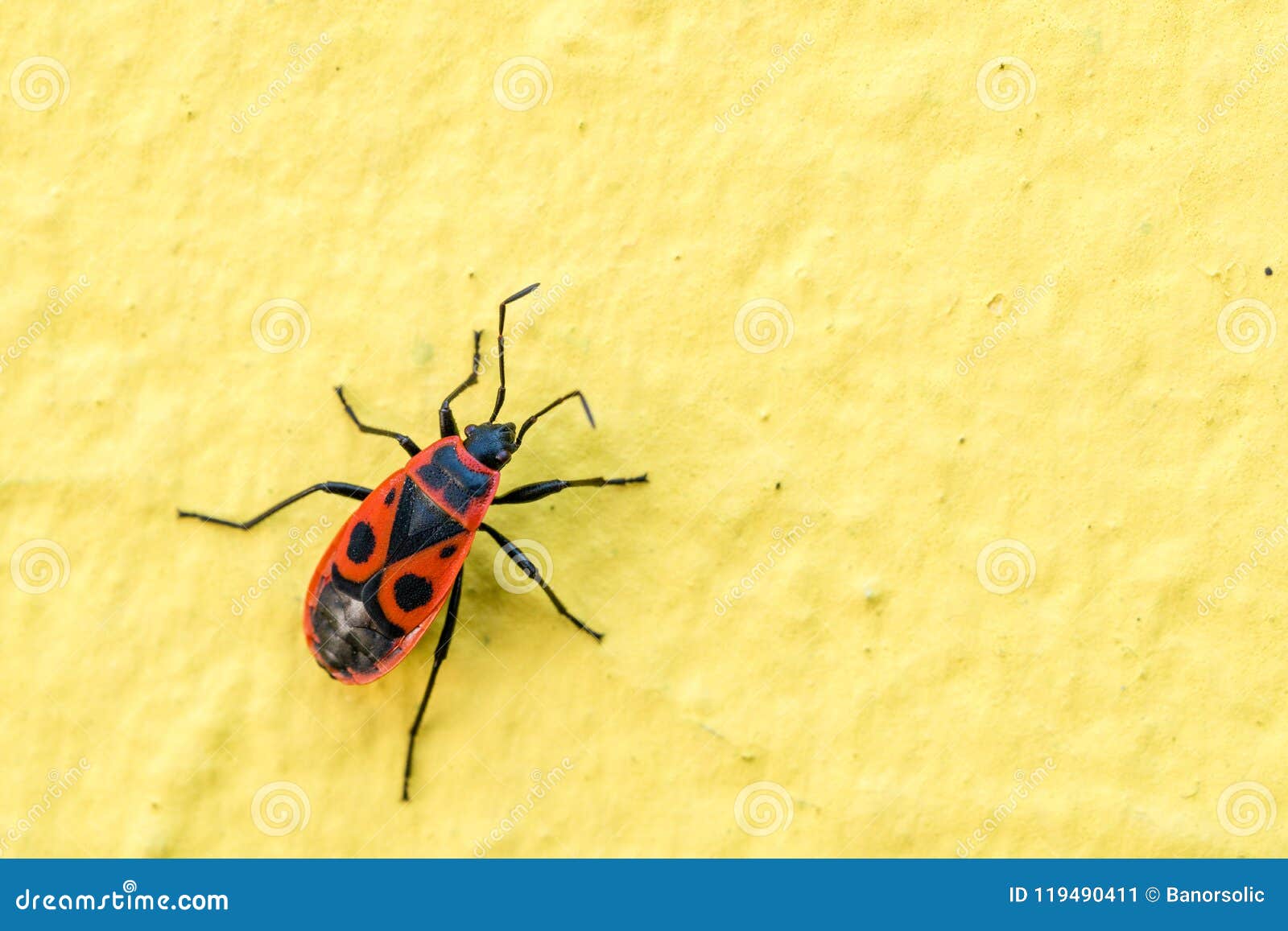 Firebug Insect or Bug Pyrrhocoris Apterus on Yellow Wall. Stock Image ...