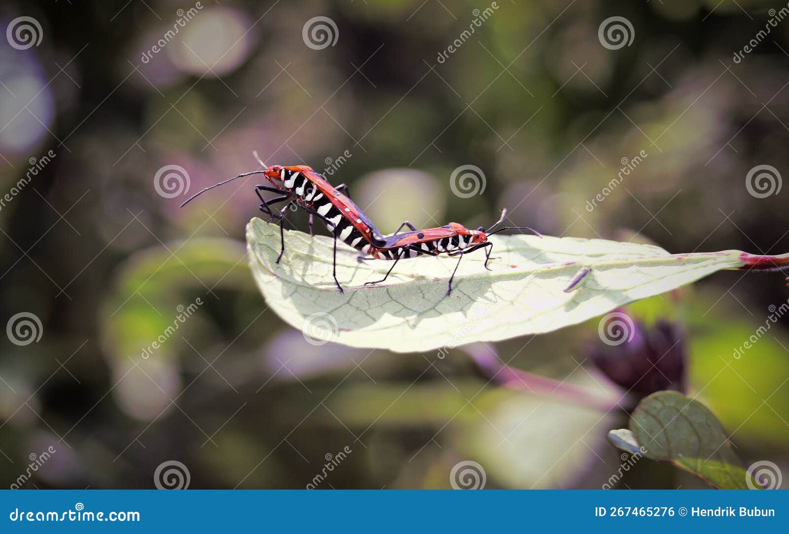 Firebug Insects are Mating on the Leaves Stock Photo - Image of nature ...