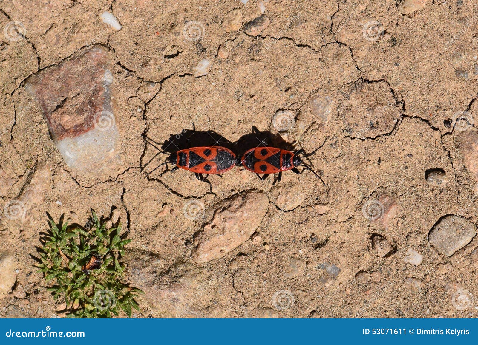 Firebug insects mating stock image. Image of dirt, abstract - 53071611