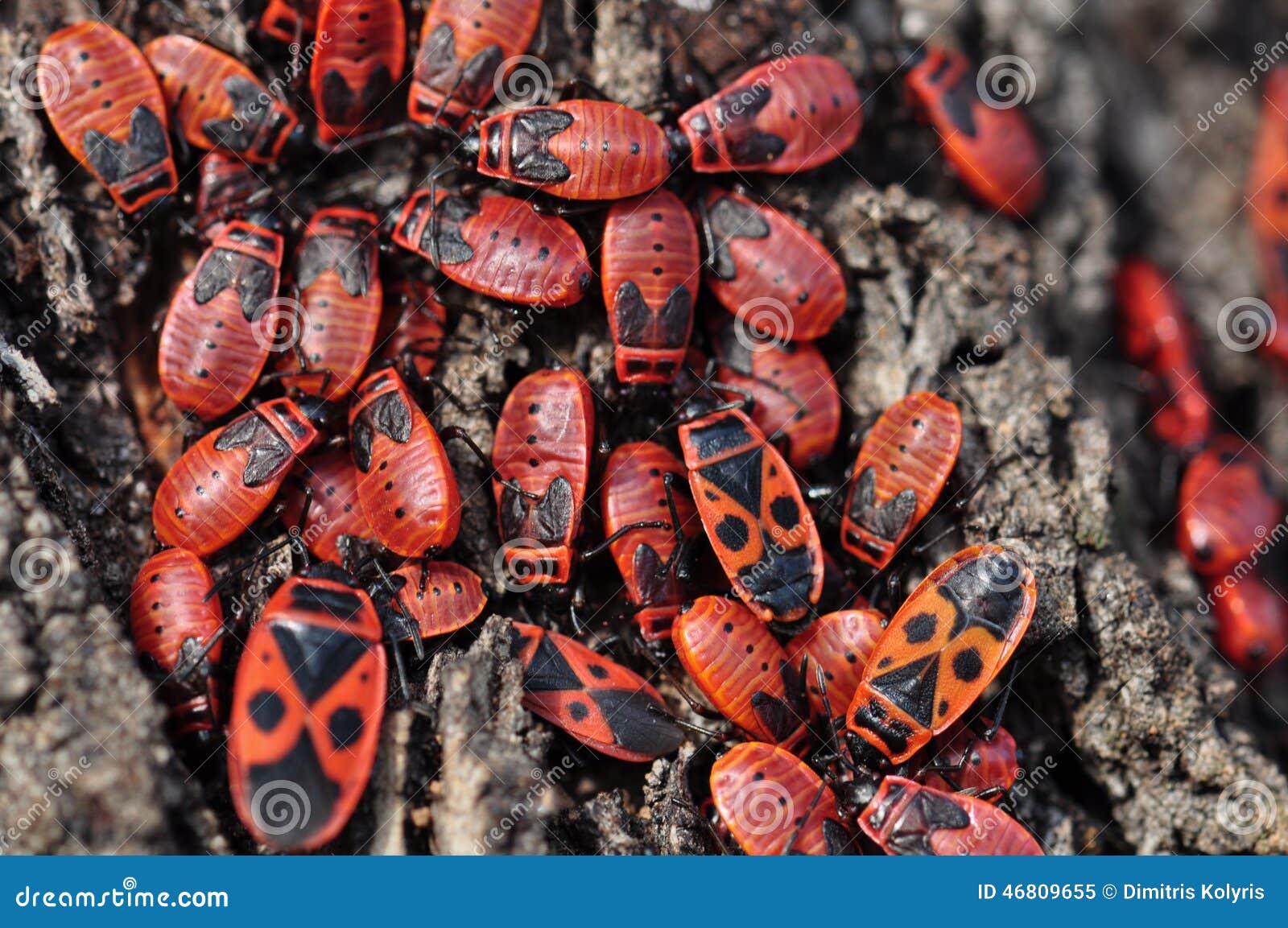 Firebug insects stock image. Image of creatures, micro - 46809655