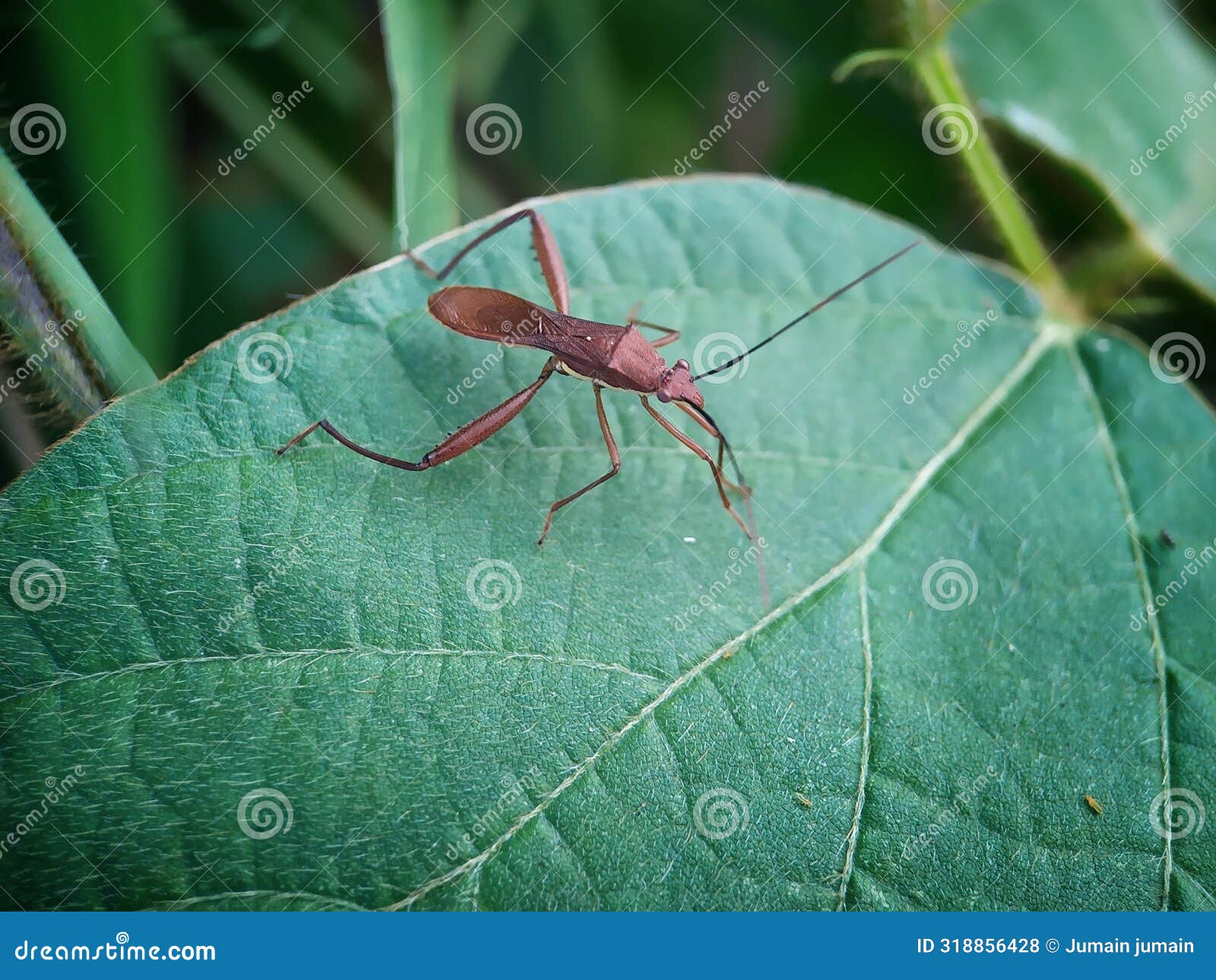 Firebug Playing on a Leaf stock photo. Image of animal - 318856428