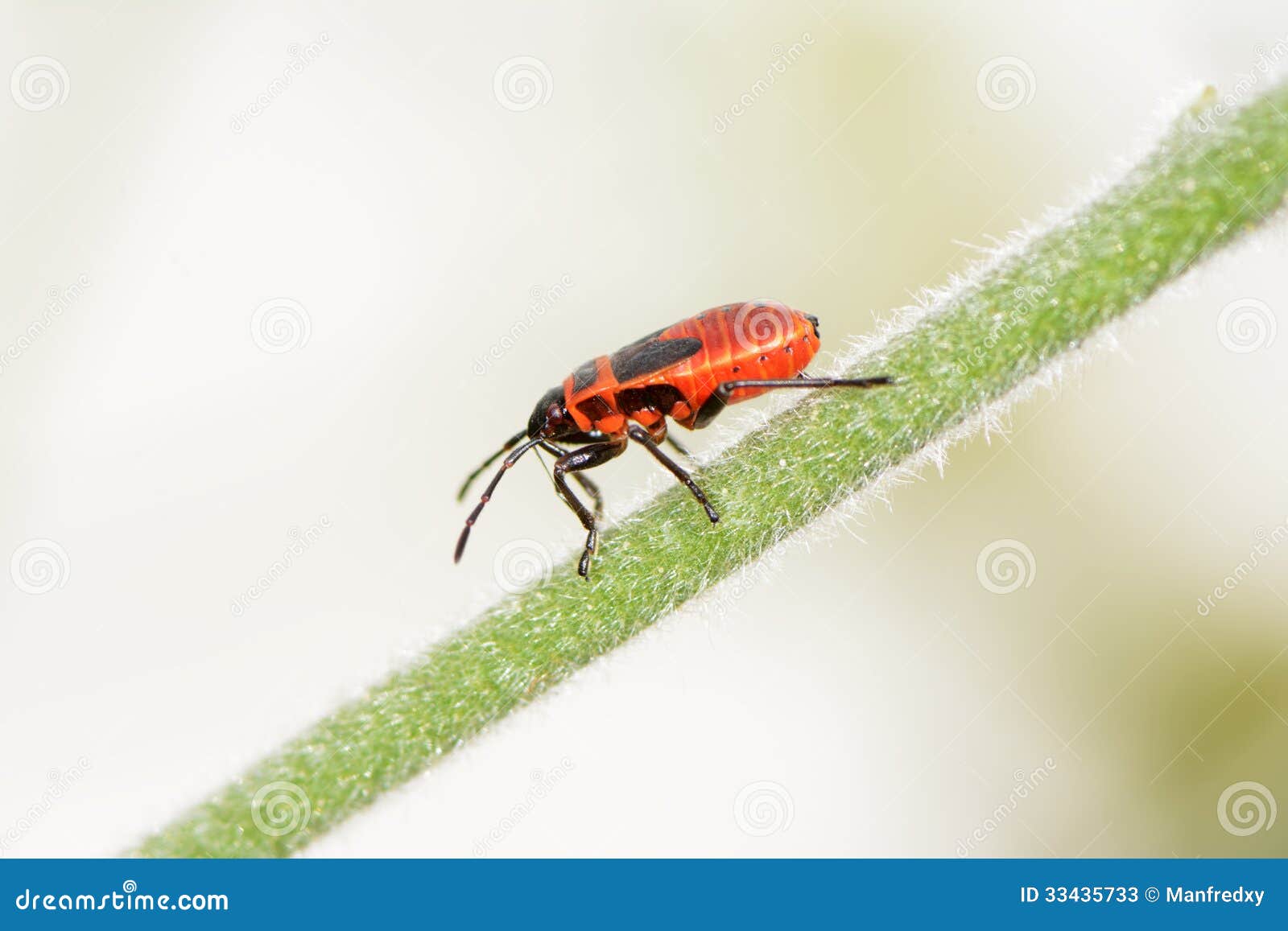 Firebug stock image. Image of insect, animal, macro, wildlife - 33435733