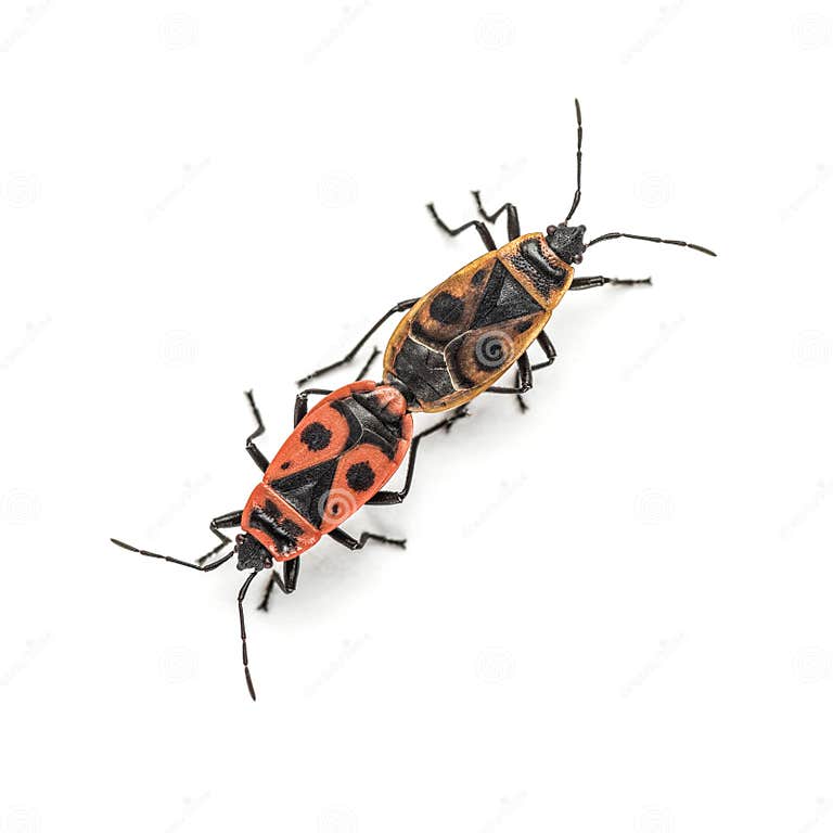 Firebug mating stock image. Image of pyrrhocoris, isolated - 101753357
