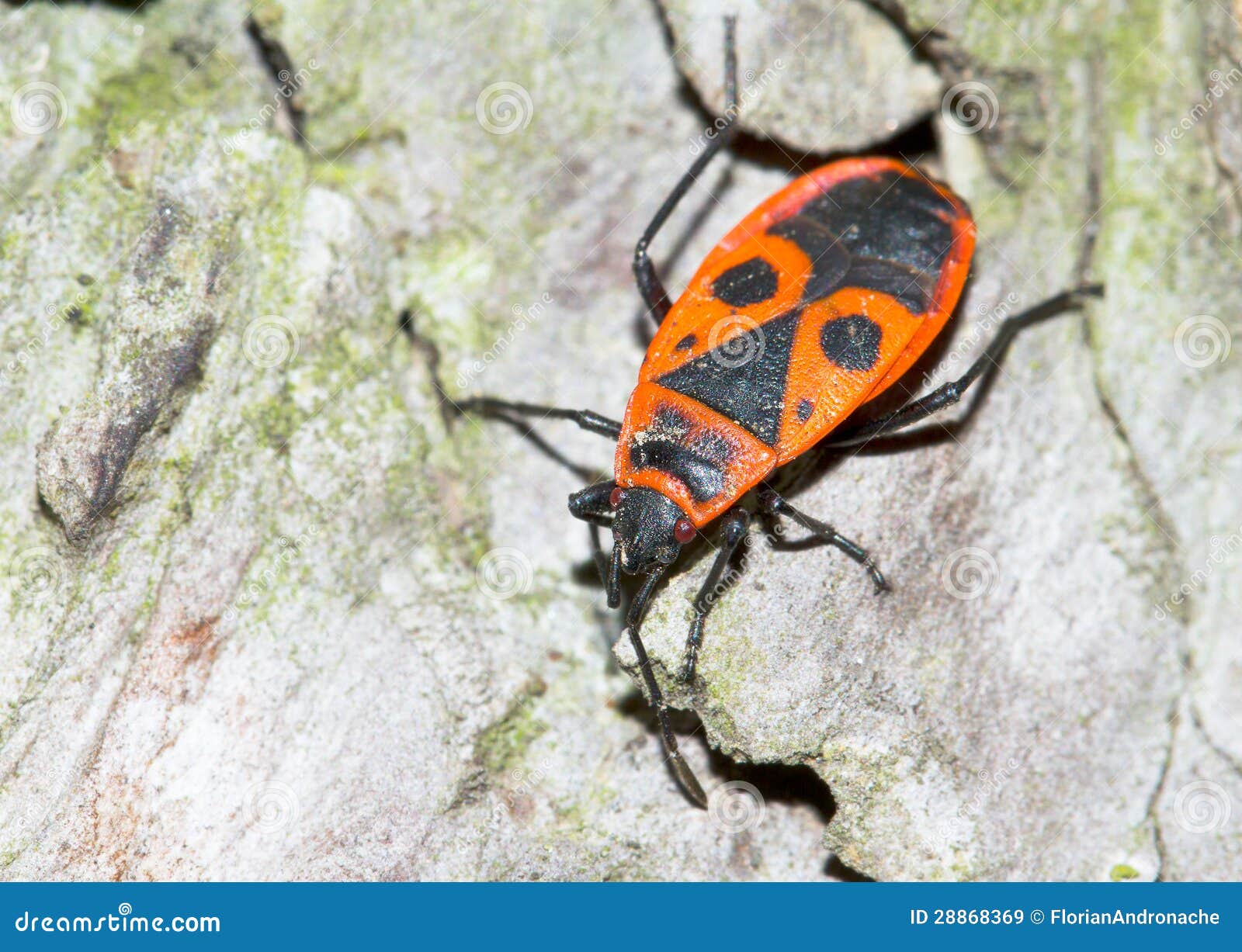 The Firebug / Pyrrhocoris Apterus Stock Image - Image of beetle ...