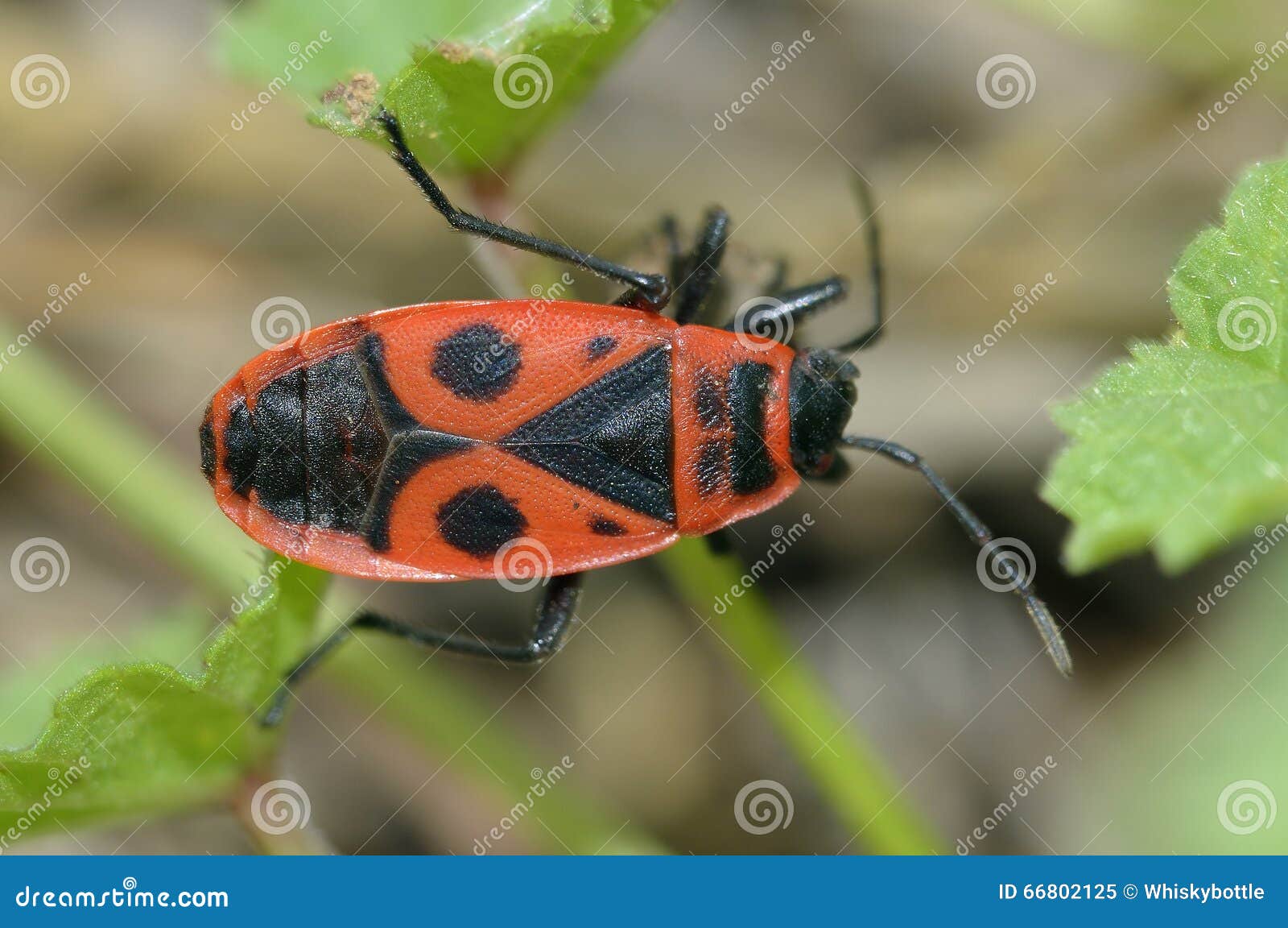 Firebug stock image. Image of horizontal, wild, heteroptera - 66802125