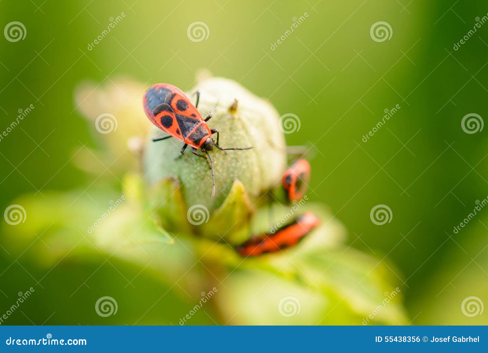 Firebug (Pyrrhocoris Apterus) Stock Photo - Image of insect, leaf: 55438356