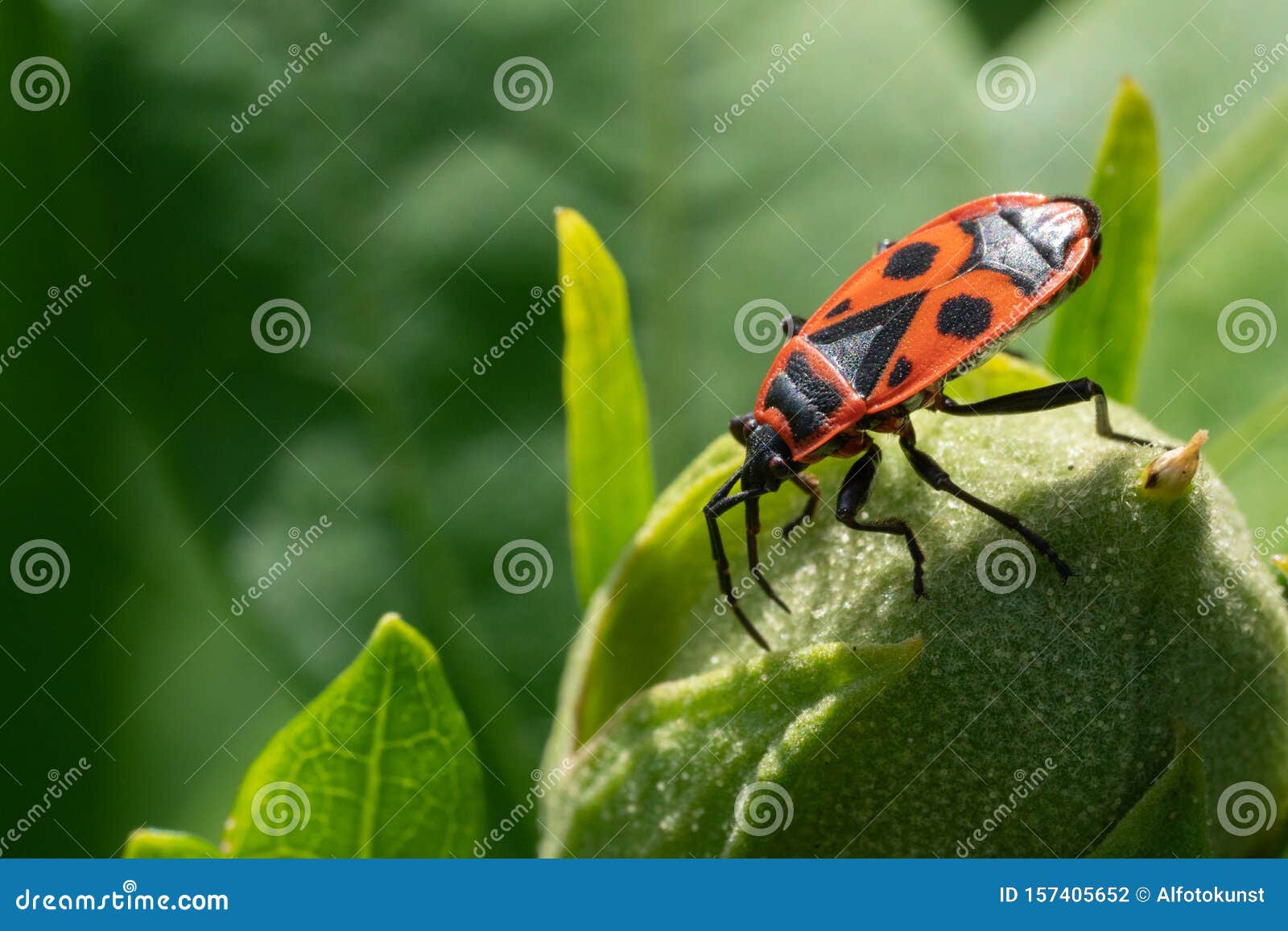 Pyrrhocoris Apterus Or Bedbugs-soldiers On A Tree, Red-black Beetles ...