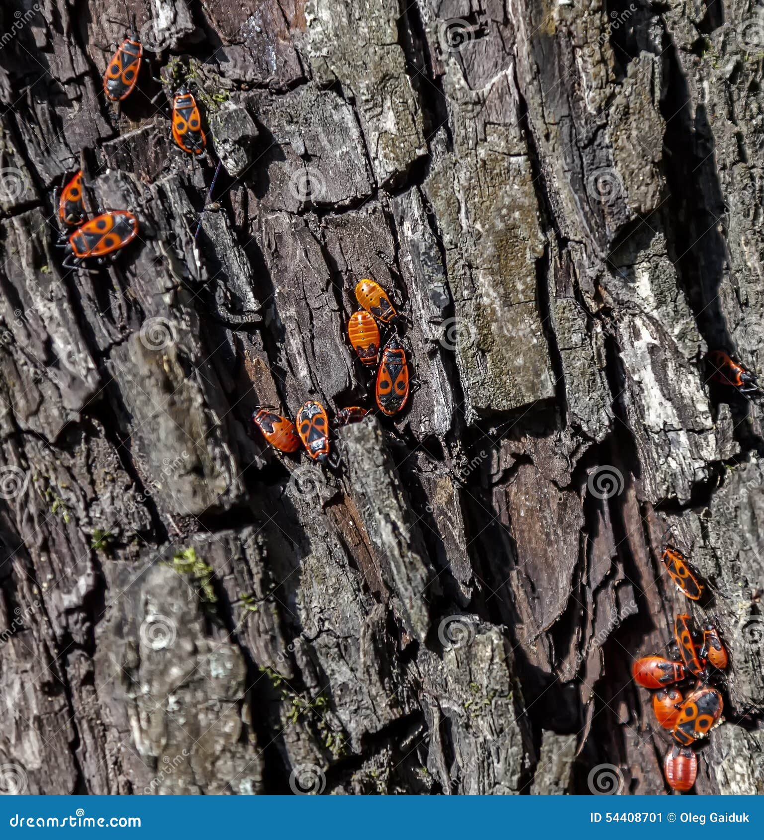 Firebug, Pyrrhocoris Apterus Stock Image - Image of sunny, springtime ...