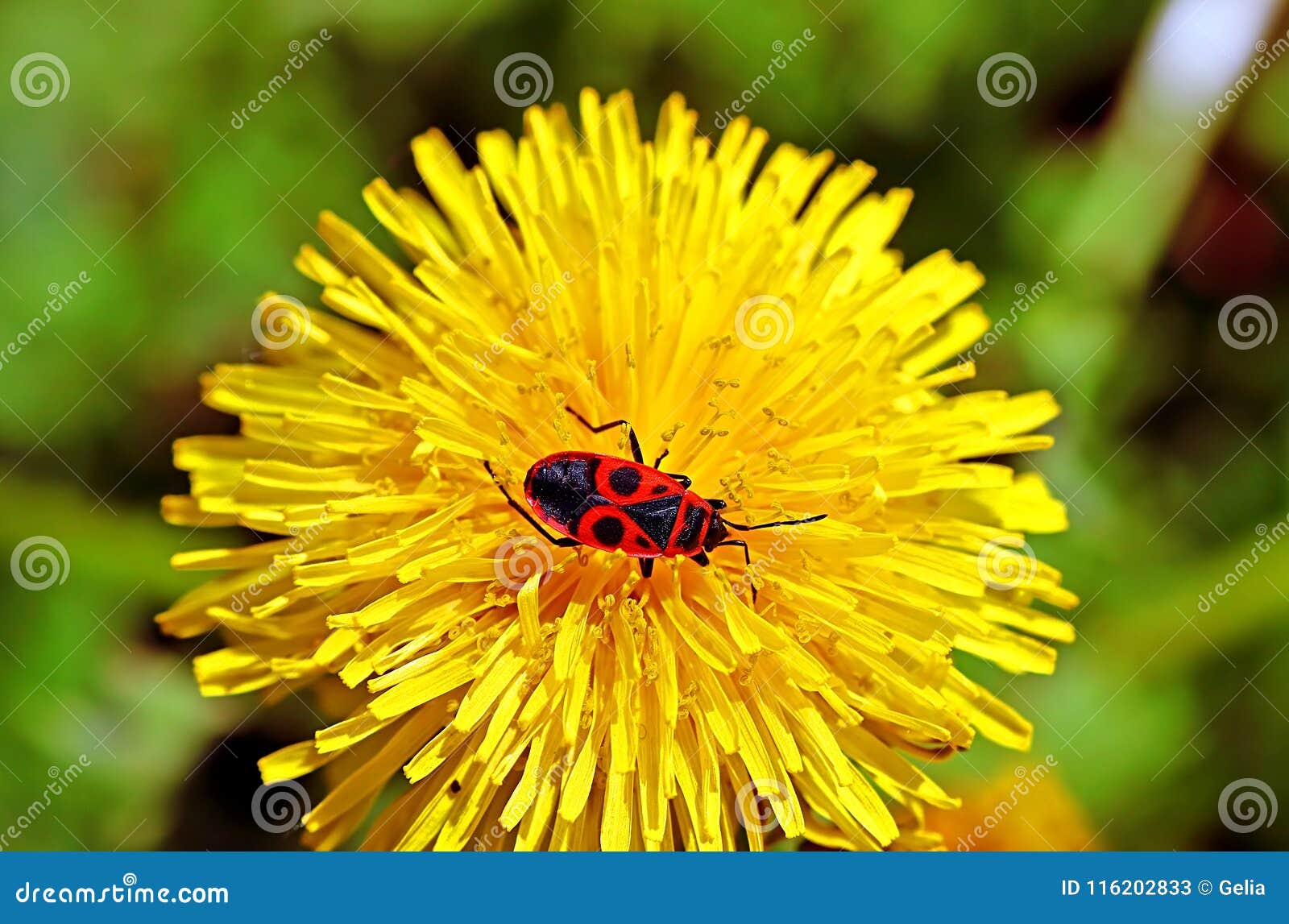 Firebug Pyrrhocoris Apterus Insect on the Dandelion Stock Image - Image ...