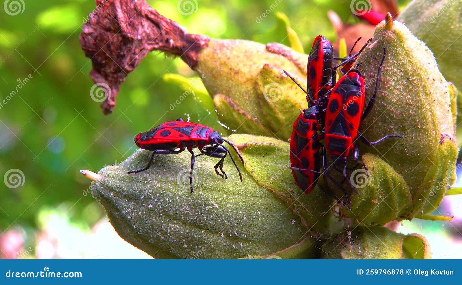 The Firebug Pyrrhocoris Apterus, Insects Suck Juices from Mallow Fruit Stock Footage - Video of ...