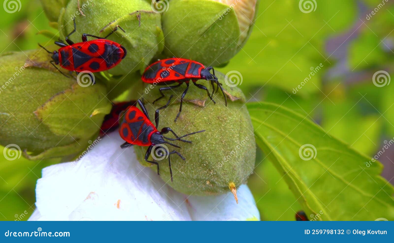 The Firebug Pyrrhocoris Apterus, Insects Suck Juices from Mallow Fruit Stock Footage - Video of ...