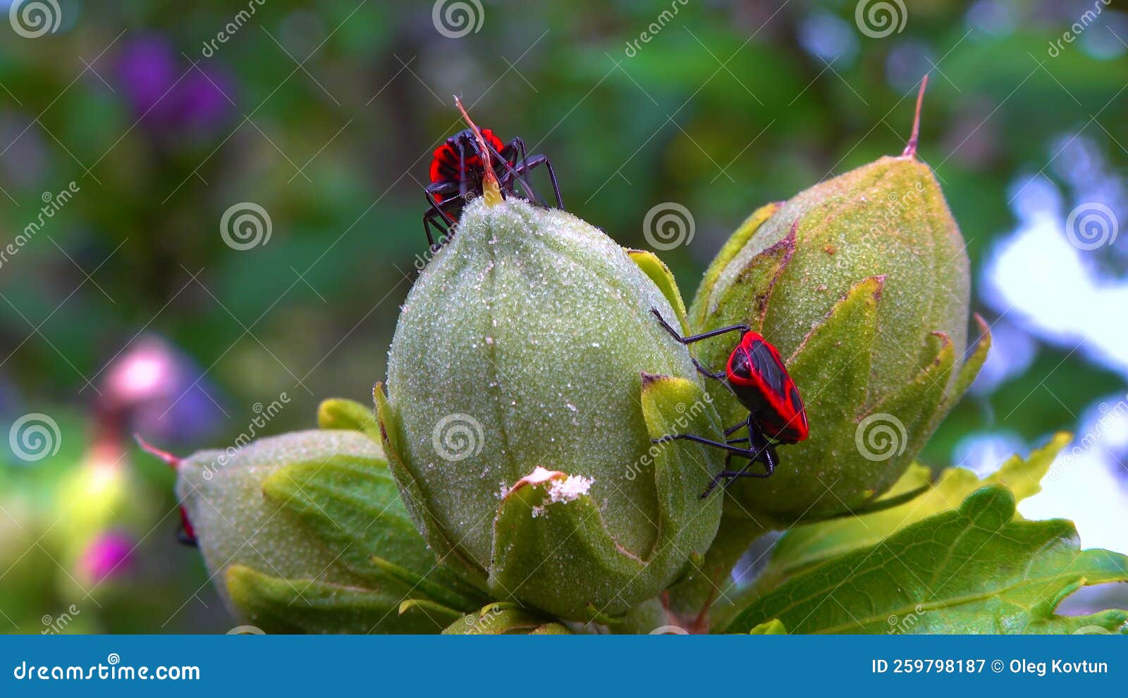 The Firebug Pyrrhocoris Apterus, Insects Suck Juices from Mallow Fruit Stock Video - Video of ...