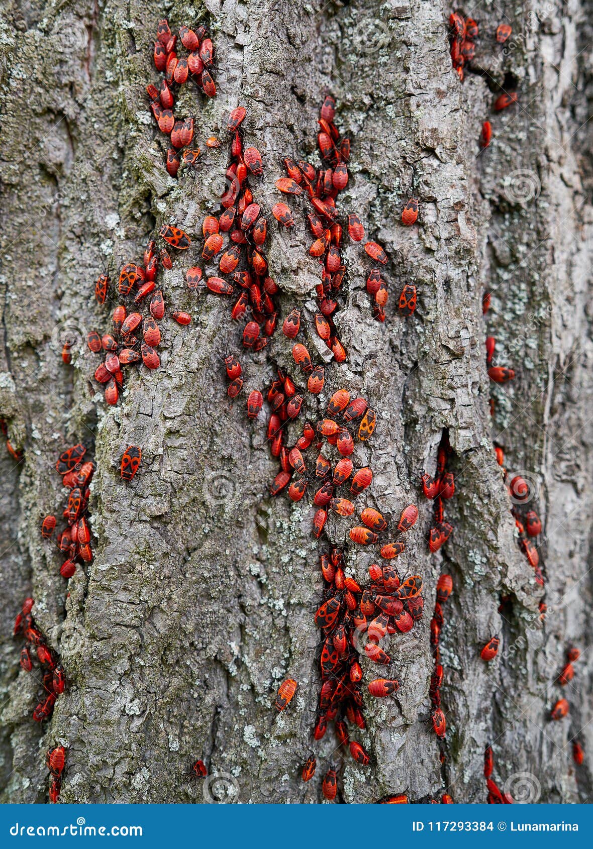 Firebug Pyrrhocoris Apterus Plague in a Tree Trunk Stock Photo - Image ...