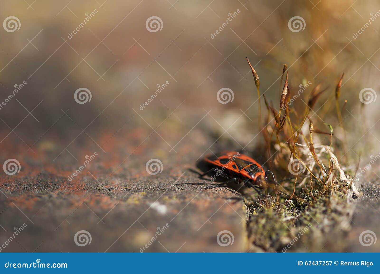 Firebug stock image. Image of biology, creature, nature - 62437257