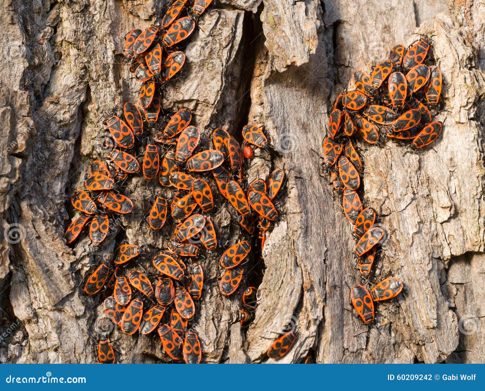 Firebug - Pyrrhocoris Apterus Stock Photo - Image of biology, macro ...