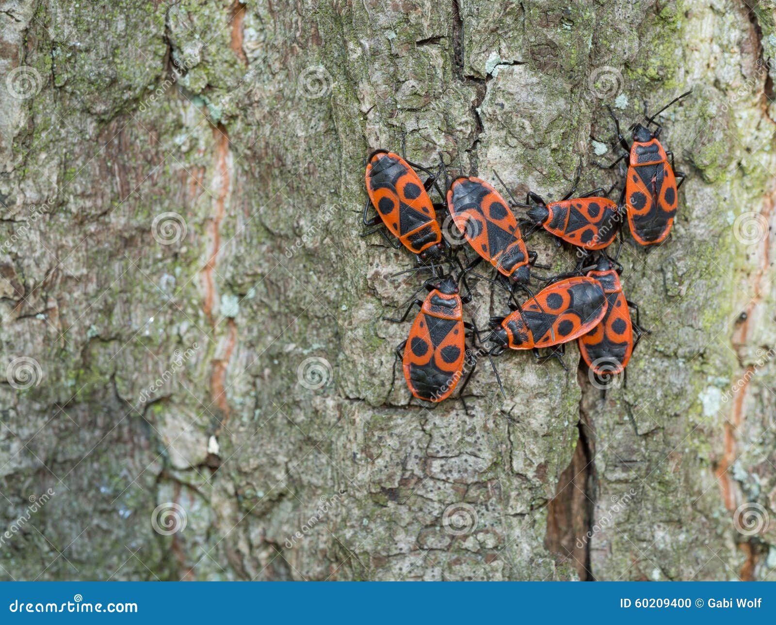 Firebug - Pyrrhocoris Apterus Stock Photo - Image of close, biology ...