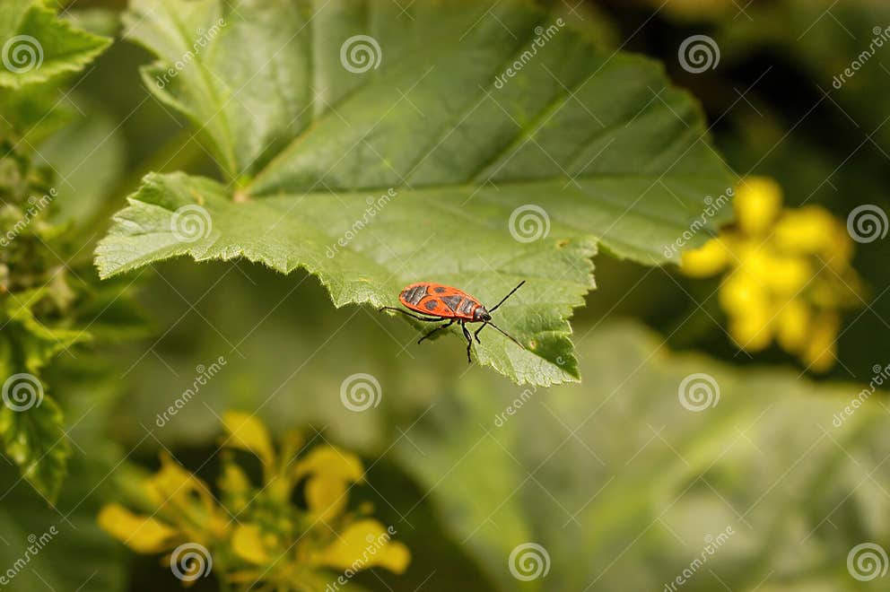 Firebug (Pyrrhocoris Apterus) Standing on a Green Leaf Stock Image - Image of detail, background ...