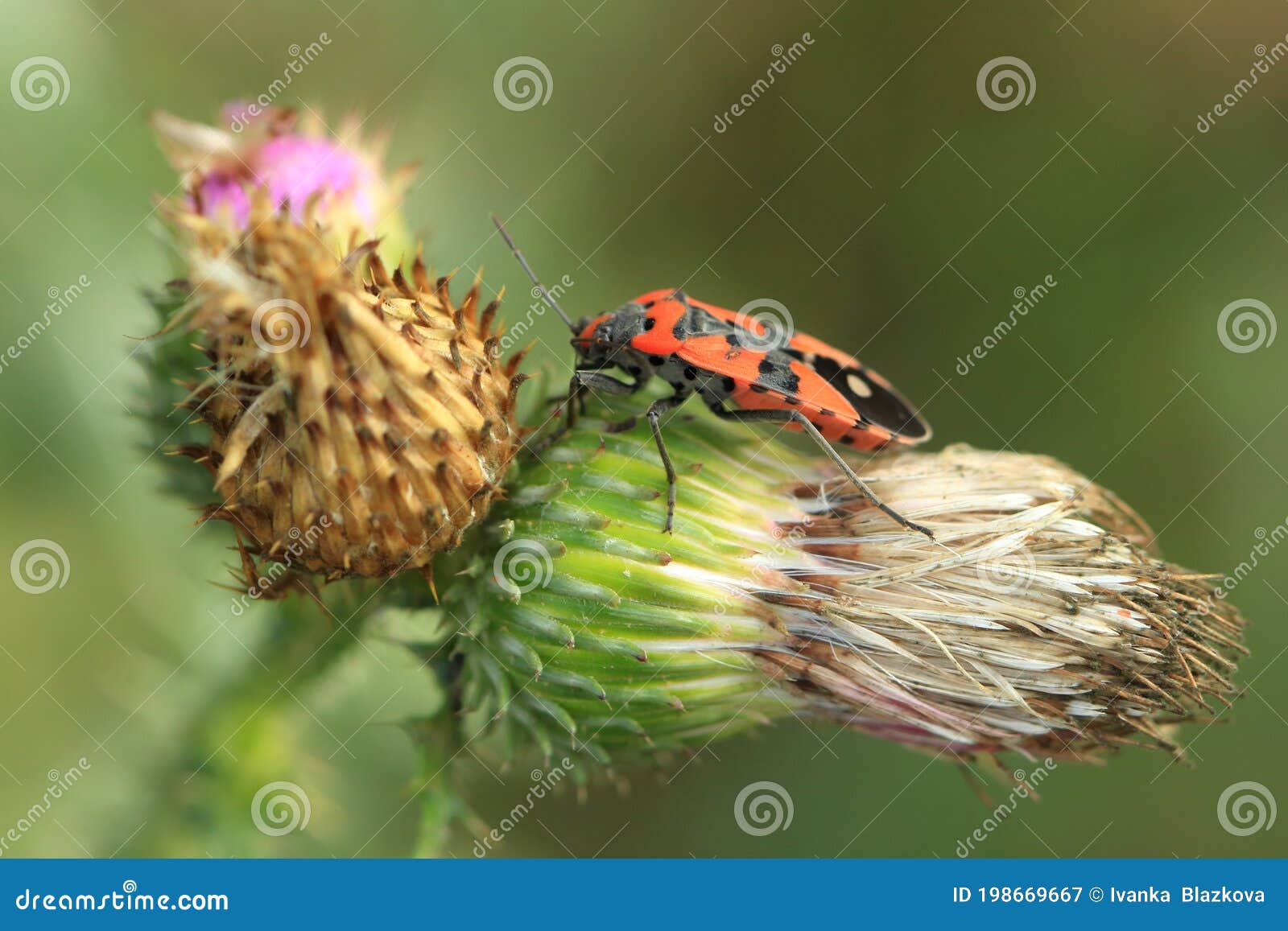 Firebug Pyrrhocoris Apterus Stock Image - Image of black, pyrrhocoris ...