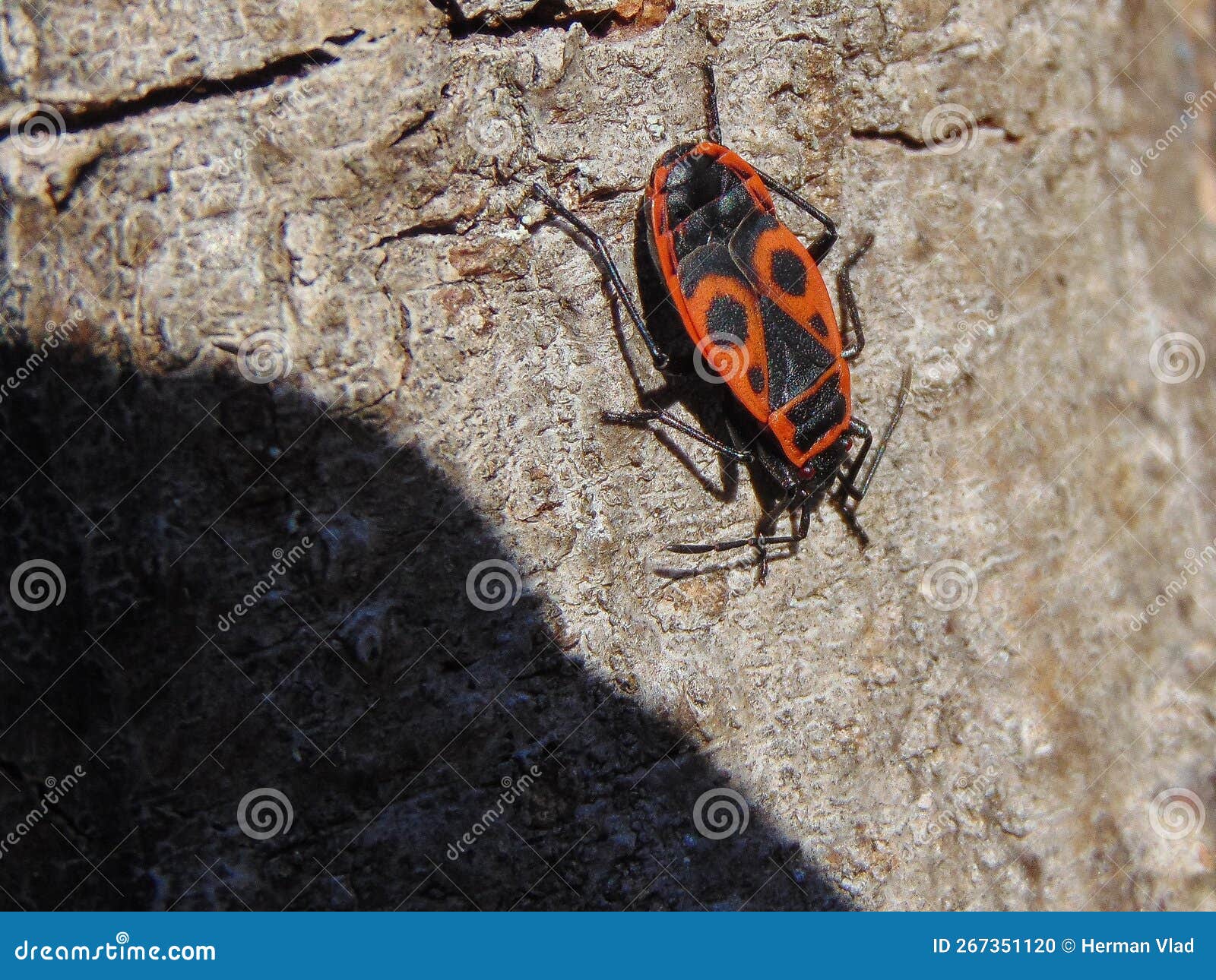 Firebug (Pyrrhocoris Apterus) on a Tree Stock Photo - Image of wildlife, nature: 267351120